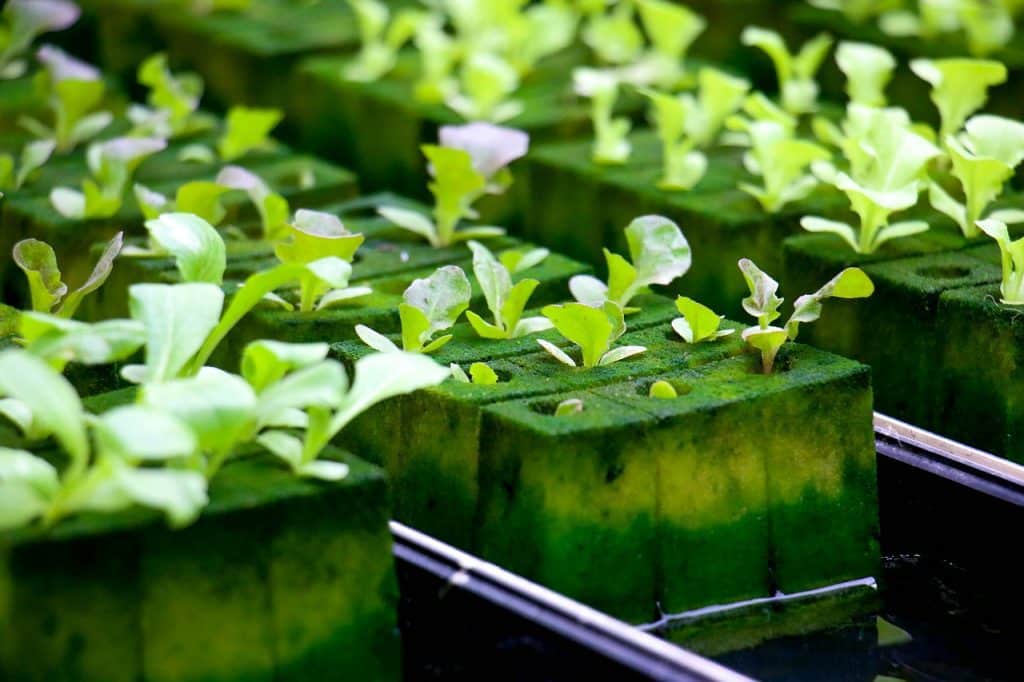 What hydroponic substrate should you choose?